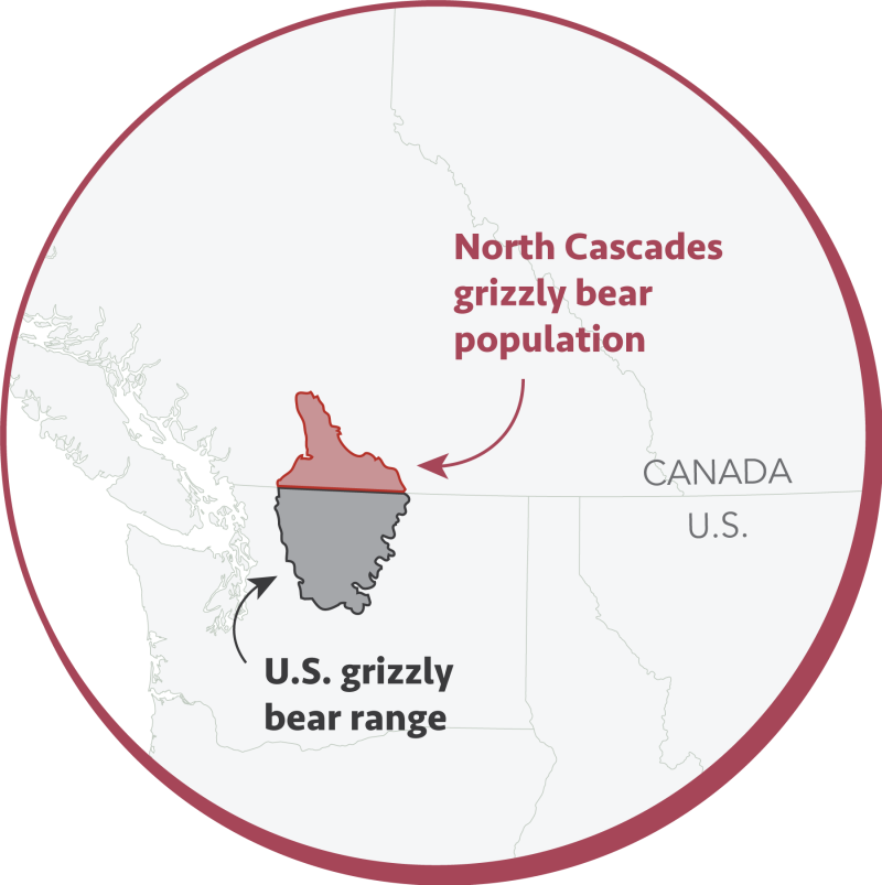 Grizzly Bear Recovery Planning in the Northern Cascades - Joint Nations
